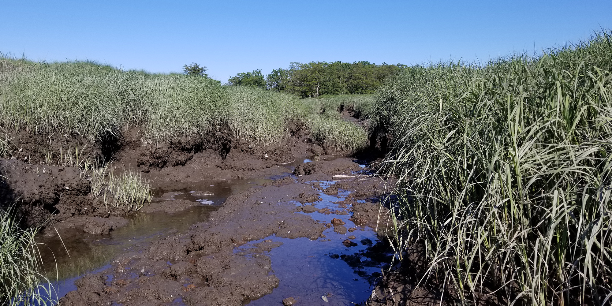 Even After Years of Pollution, Salt Marshes Retain Ability to Store Carbon